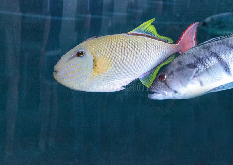 Red Tail Triggerfish Xanthichthys Mento Stock Image - Image of ...