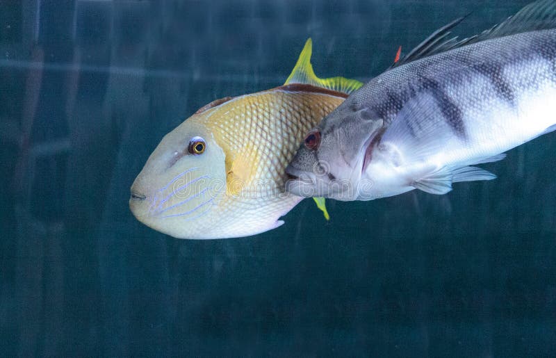 Red Tail Triggerfish stock photo. Image of aquarist, purple - 91699466