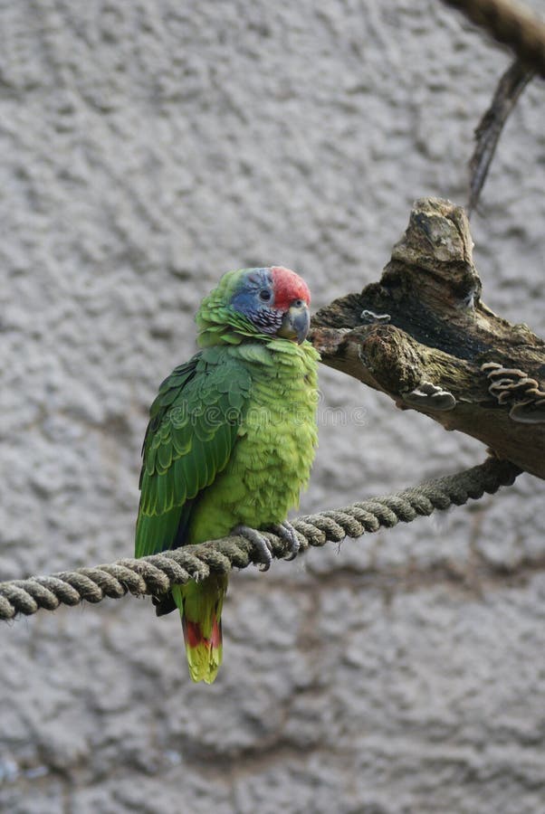 Red-tailed Amazon - Amazona Brasiliensis Stock Photo - Image of plumage ...