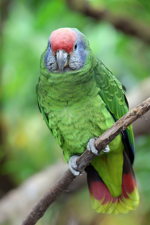 The Red-tailed Amazon (Amazona Brasiliensis) Stock Image - Image of ...