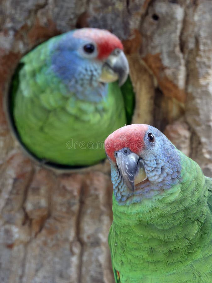 Red-tailed Amazon Amazona Brasiliensis Stock Photo - Image of garden ...
