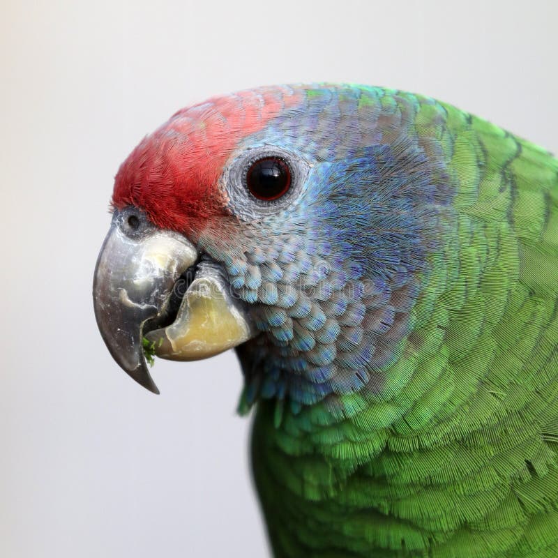 Extinction Threatened Red-Tailed Amazon Parrot, Amazona Brasiliensis ...