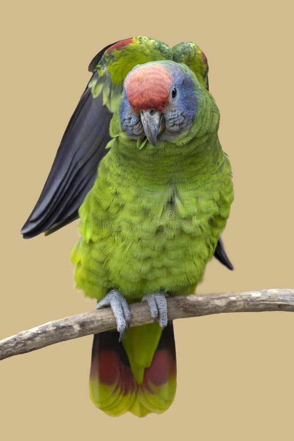 Red-tailed amazon parrot stock photo. Image of beak - 241068278