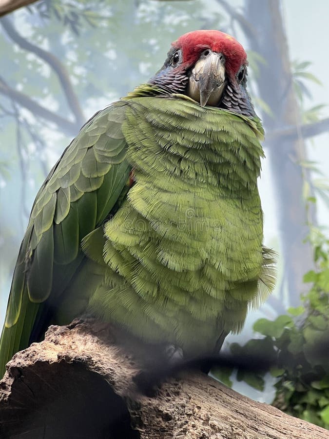 A Red Tailed Amazon Parrot stock photo. Image of colourful - 306703804