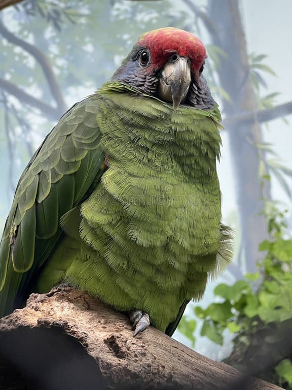 A Red Tailed Amazon Parrot stock photo. Image of beak - 306703810