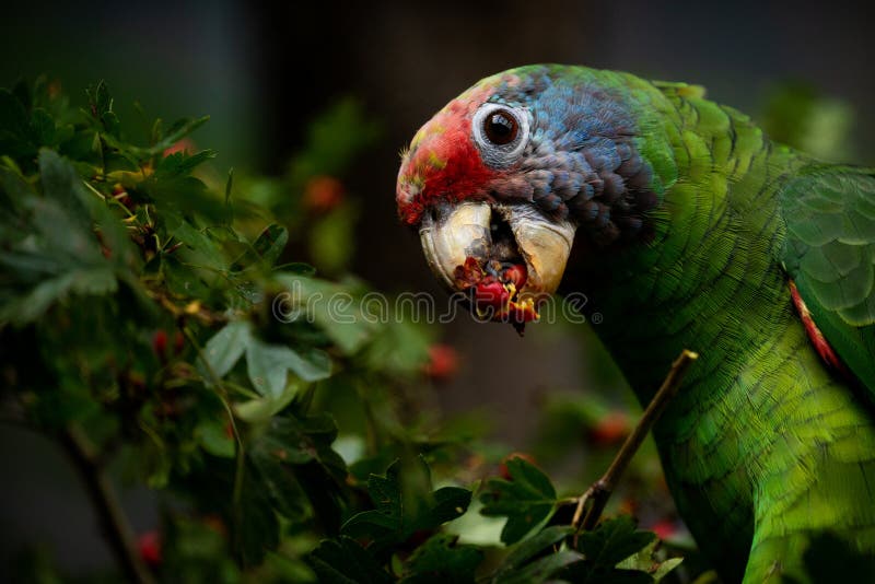 Red-tailed Amazon Portrait in Nature Stock Image - Image of background ...