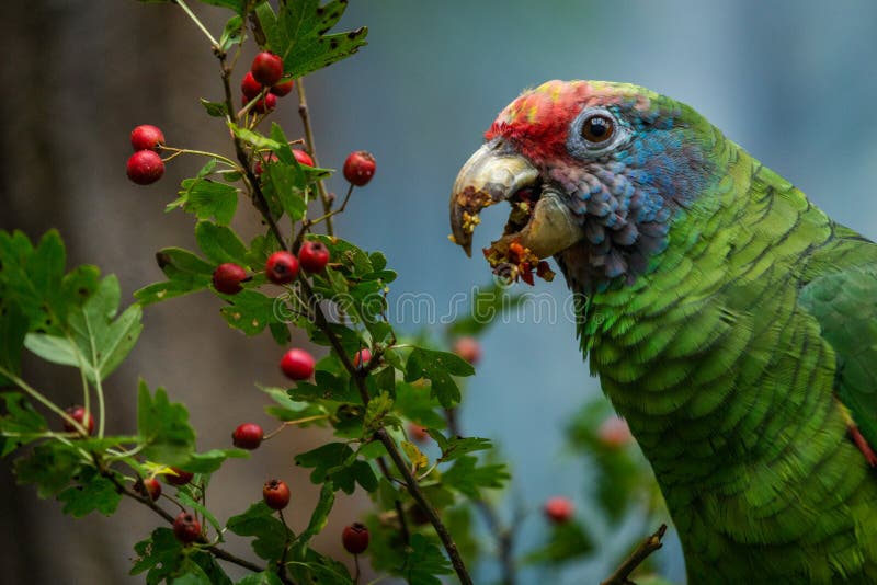 Red-tailed Amazon Portrait in Nature Stock Photo - Image of bird ...