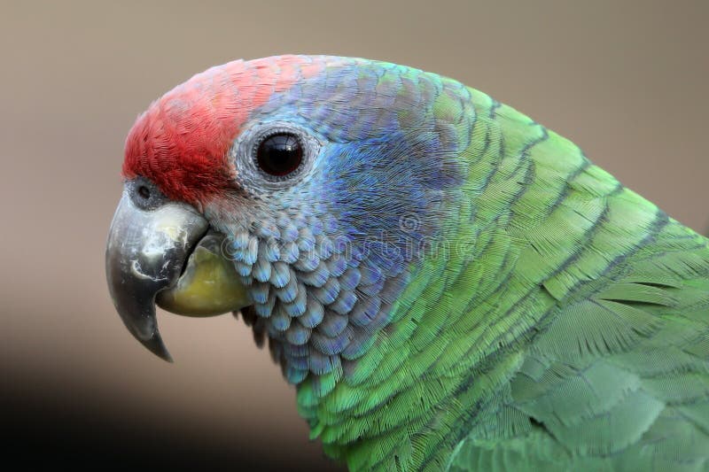 The Red-tailed Amazon Amazona Brasiliensis, Also Known As a Red-tailed ...