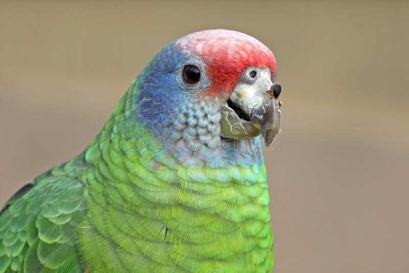 Red tailed amazon stock photo. Image of amazon, tailed - 116628602