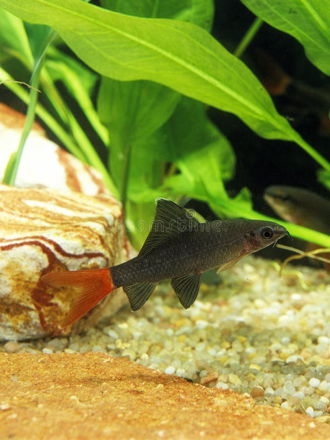 RED-TAILED BLACK LABEO or RED-TAILED BLACK SHARK Epalzeorhynchus ...