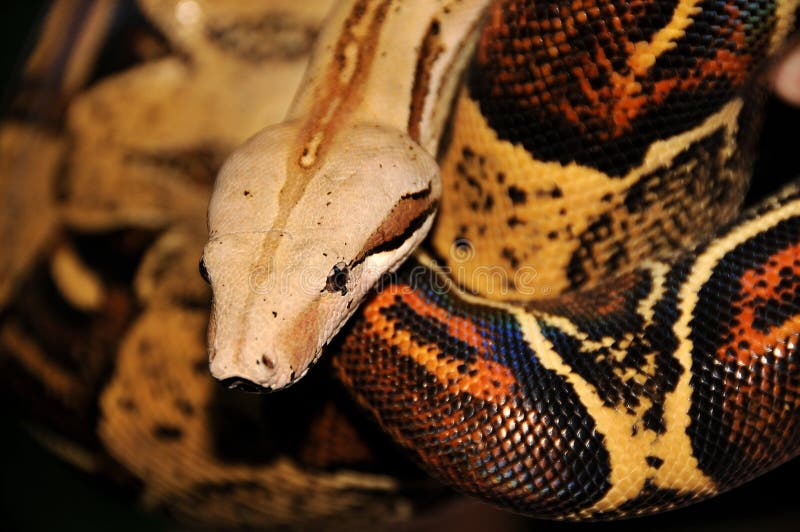 Red Tailed Boa Constrictor stock image. Image of eyes - 5261499