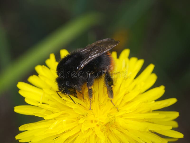 Red-tailed Bumblebee (Bombus Lapidarius) Feeding on Nectar. Stock Image ...
