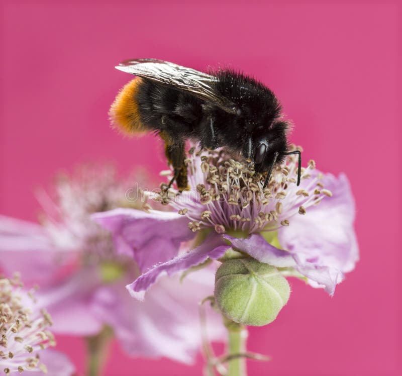 130 Red Tailed Bumblebee Background Stock Photos - Free & Royalty-Free ...