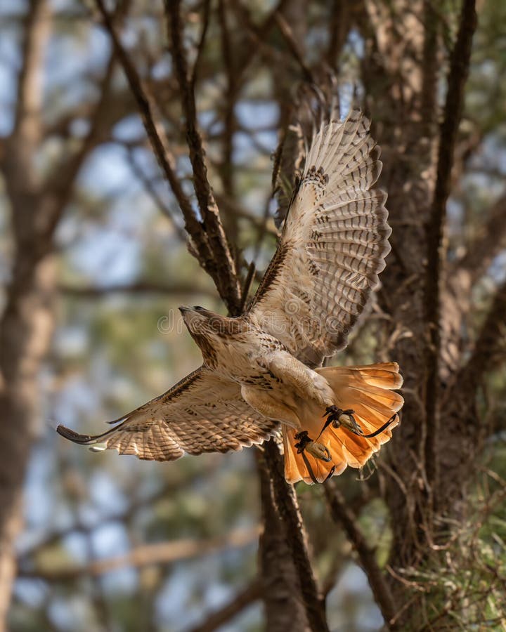 Red-tailed Buzzard (Buteo Jamaicensis) Soaring through the Forest Stock ...