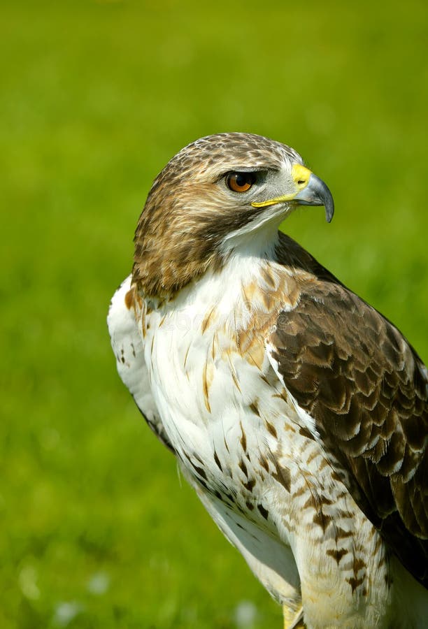 Red-Tailed-Buzzard stock photo. Image of falcon, biology - 163582736
