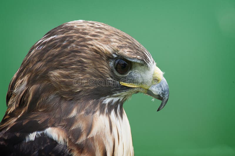 Red Tailed Buzzard stock image. Image of tailed, fastest - 31594831