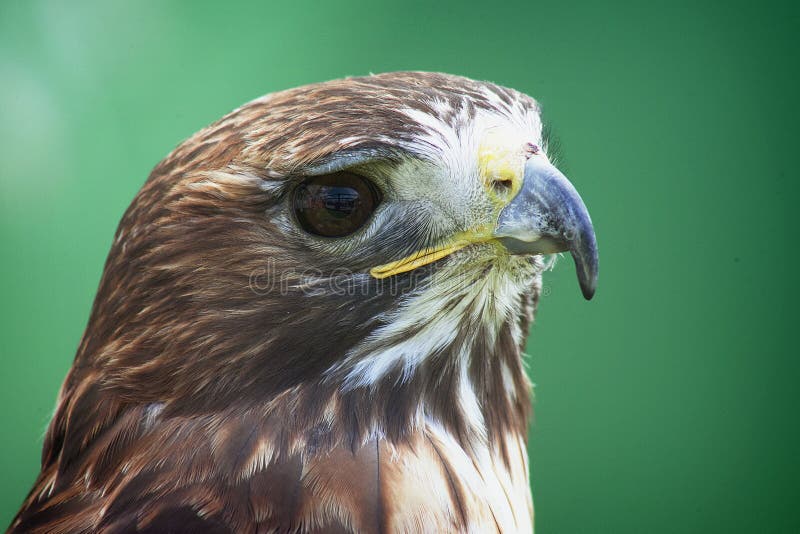 Red Tailed Buzzard stock image. Image of bokeh, raptor - 34006095