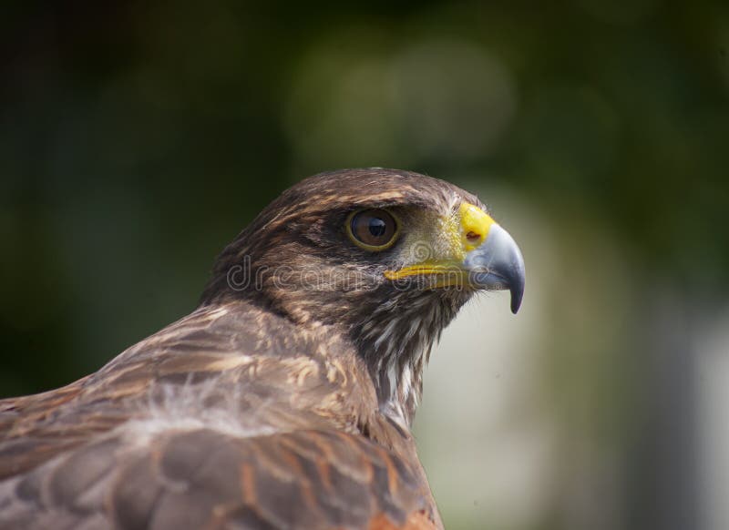Red Tailed Buzzard stock image. Image of bokeh, raptor - 34006095