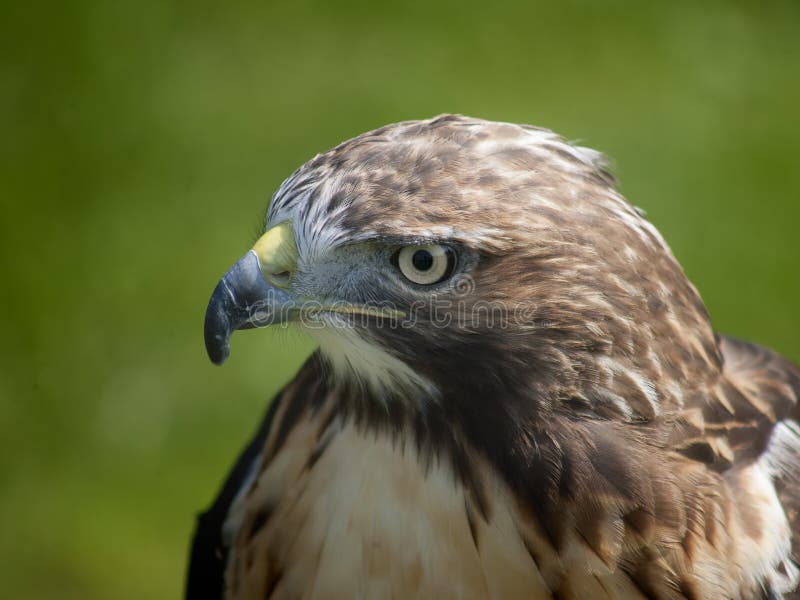 Red Tailed Buzzard 3 stock image. Image of prey, beak - 34006277
