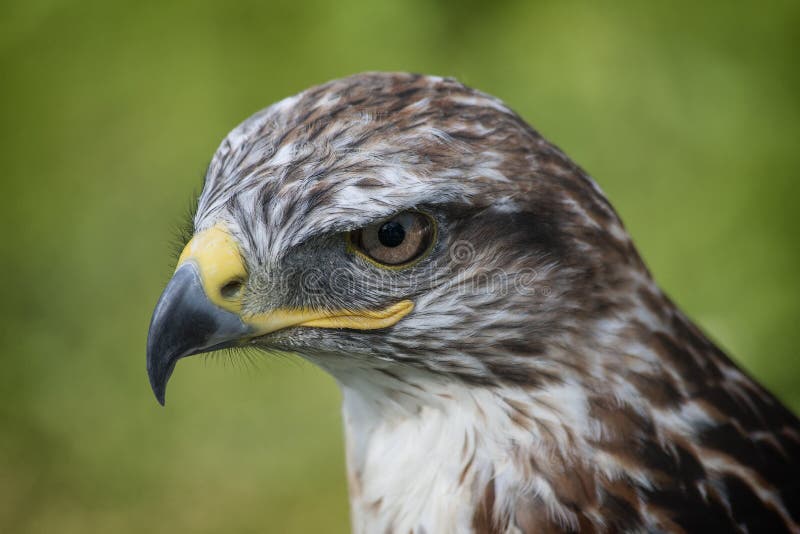 Red Tailed Buzzard stock photo. Image of keen, buzzard - 43647380