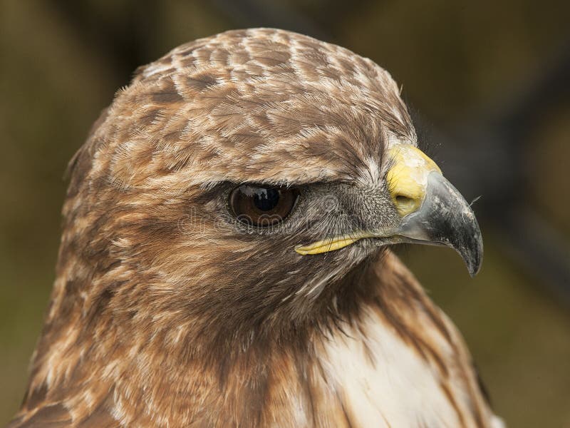 Red Tailed Buzzard stock photo. Image of beak, predator - 43647562