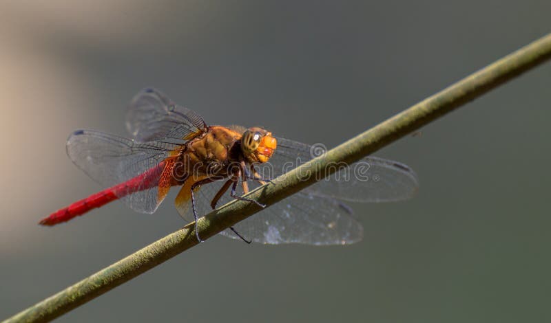 Red-Tailed Dragonfly Resting on the Ground Stock Image - Image of tips ...
