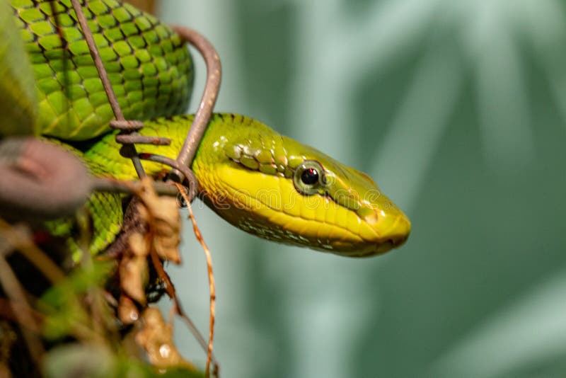 Red Tailed Green Rat Snake. with the Body Curled Up Stock Image - Image ...