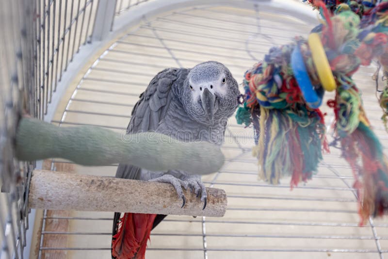 A red tailed grey parrot stock photo. Image of portrait - 186261238