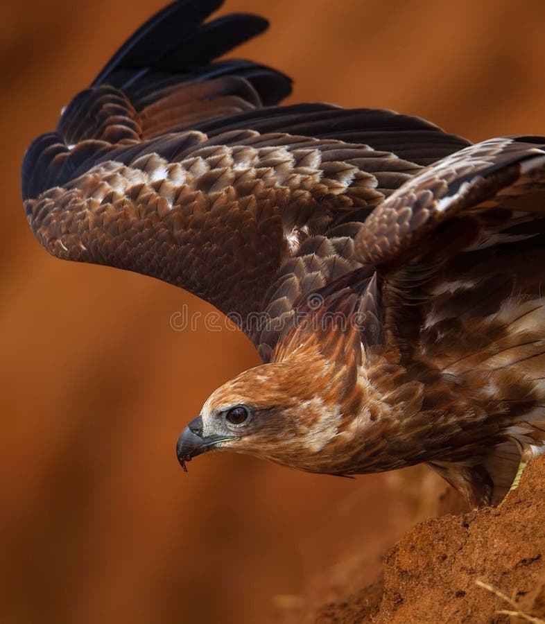 Red Tailed Haw in the Motion Stock Image - Image of beak, wild: 254865065