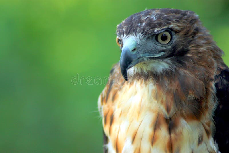 Red-Tailed Hawk stock photo. Image of focused, thinking - 10467166