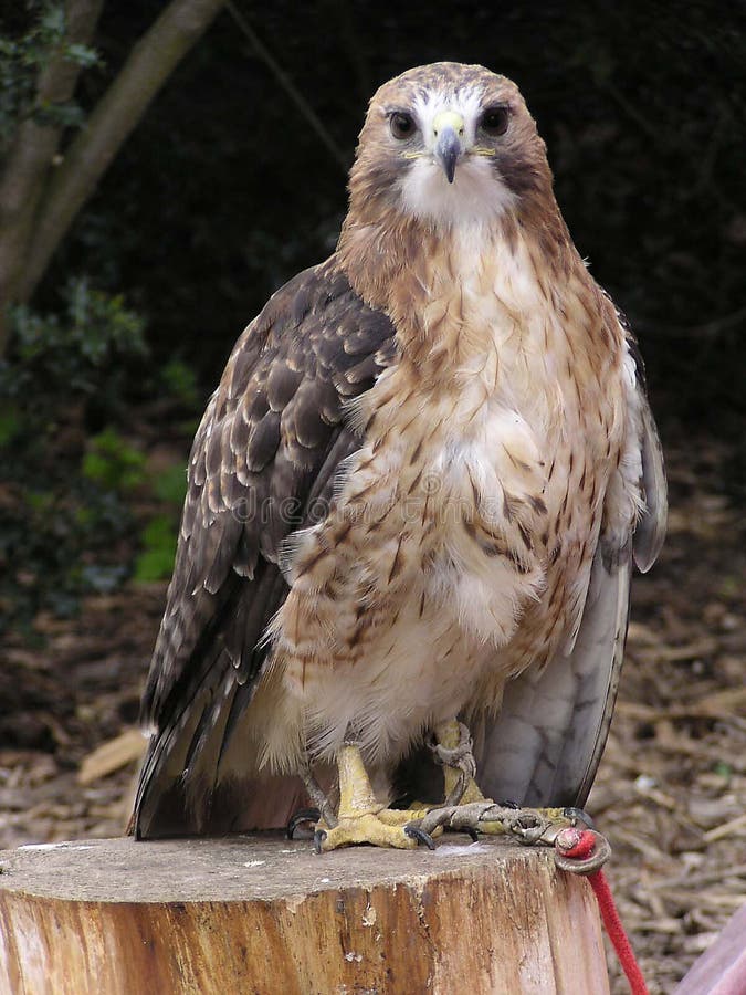 Red-tailed hawk stock image. Image of prairie, nests, kite - 10527