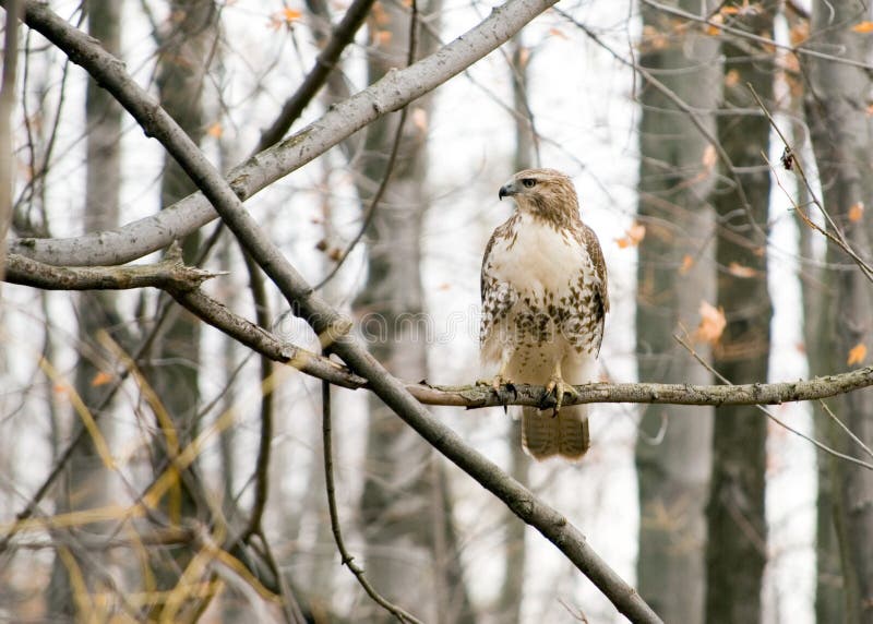 Red-tailed Hawk stock photo. Image of nature, tree, bird - 11548884