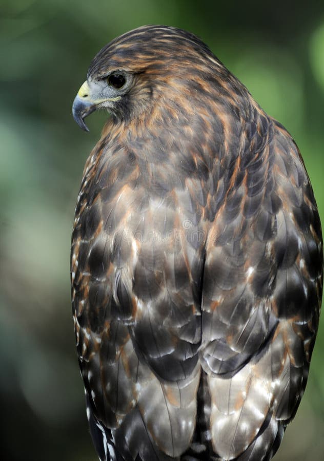 Red tailed hawk stock image. Image of predator, outdoors - 11700115