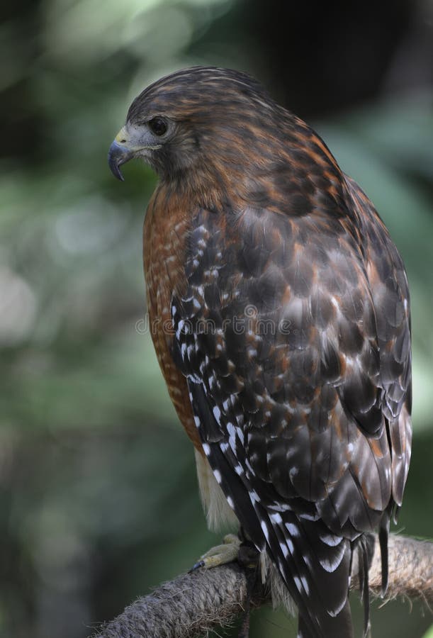 Red-Tailed Hawk stock image. Image of beak, branch, details - 11700125