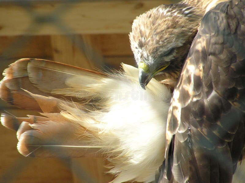 Red-tailed Hawk stock photo. Image of feather, bill, hawk - 11800924