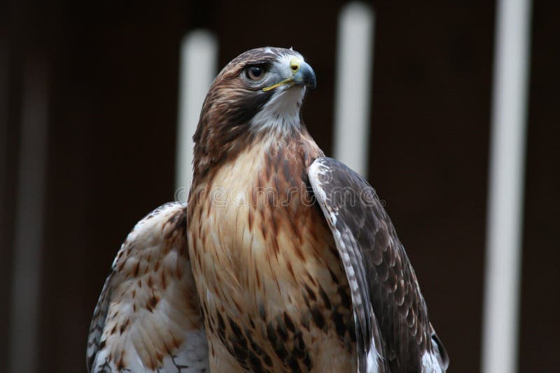 Red tailed hawk stock image. Image of wings, predator - 12249507