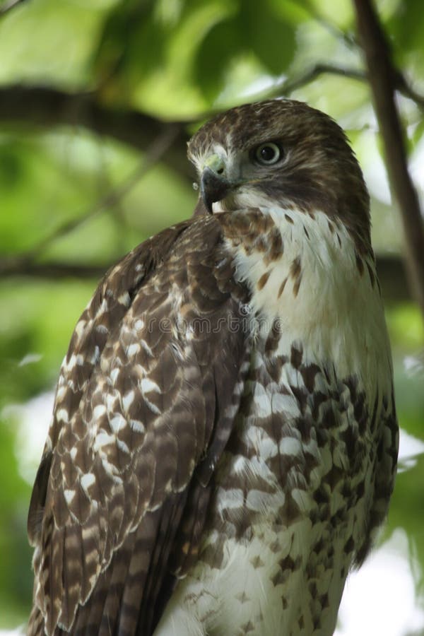 Red-tailed Hawk stock image. Image of bird, beak, tailed - 13134377