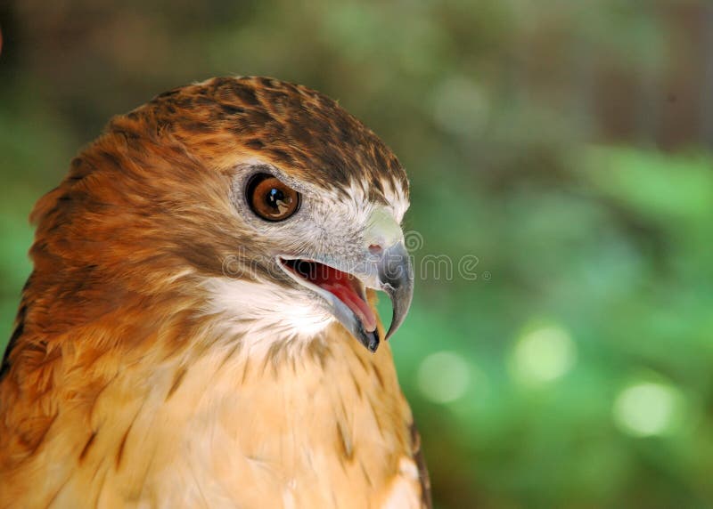 Red-tailed Hawk stock photo. Image of head, tailed, bird - 13625520