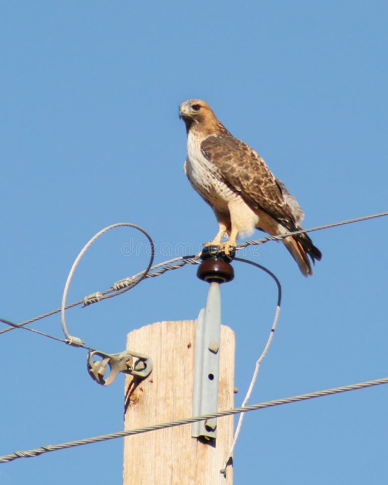 1,373 Hawk Pole Stock Photos - Free & Royalty-Free Stock Photos from ...