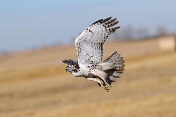 Red-tailed Hawk stock image. Image of hunter, claws, wings - 17131239