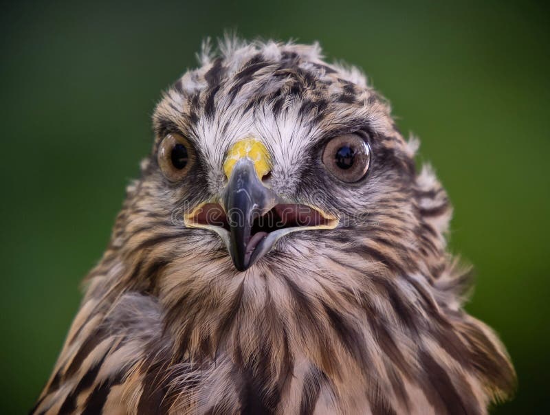 Red tailed hawk stock image. Image of nature, predator - 17610997