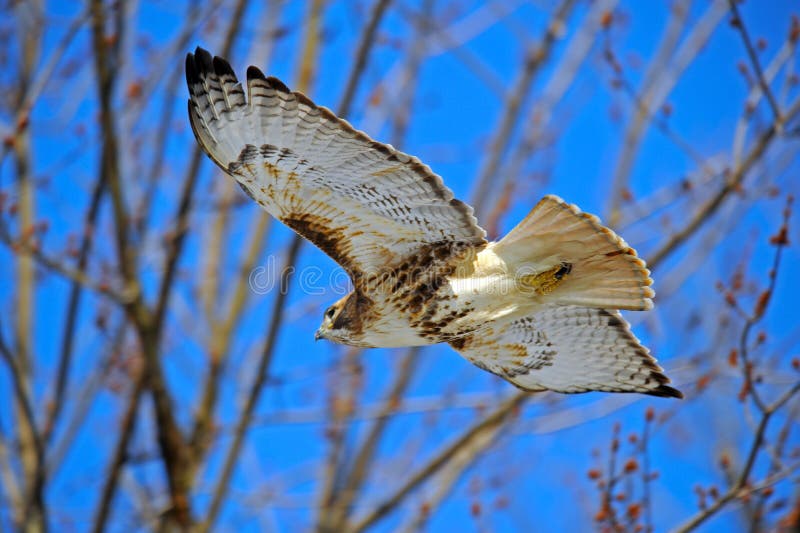 Red-Tailed Hawk stock photo. Image of predator, hunter - 37558494