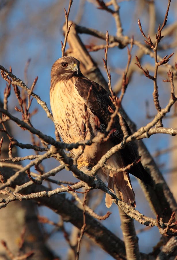Red-Tailed Hawk stock image. Image of predator, bird, wildlife - 1874367