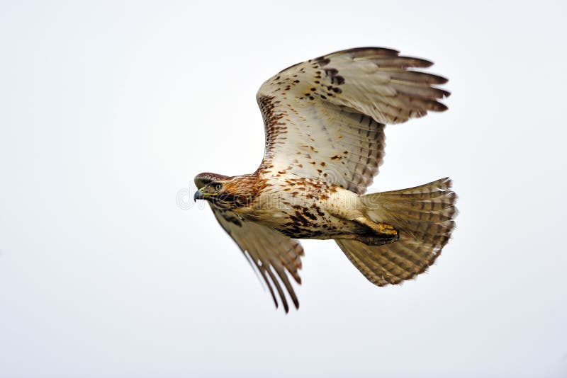 Red-Tailed Hawk stock image. Image of feathers, talons - 19301715