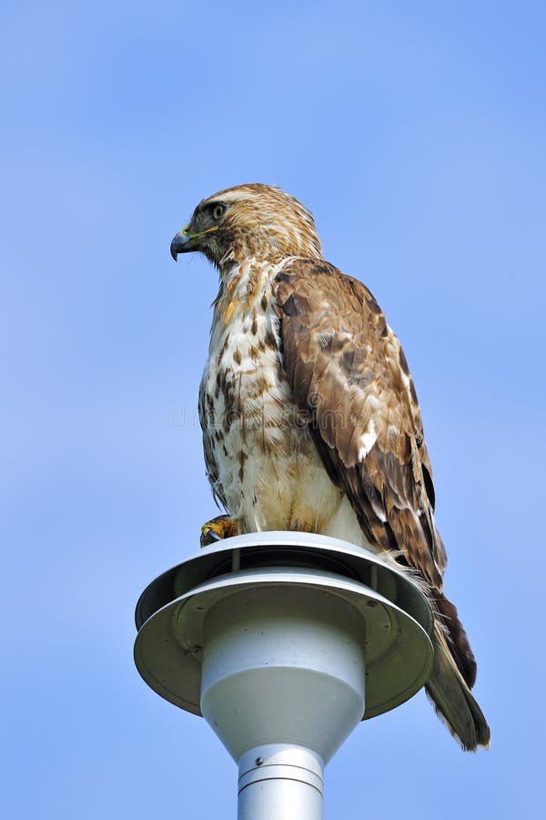 Red-Tailed Hawk stock image. Image of fierce, predator - 19732377
