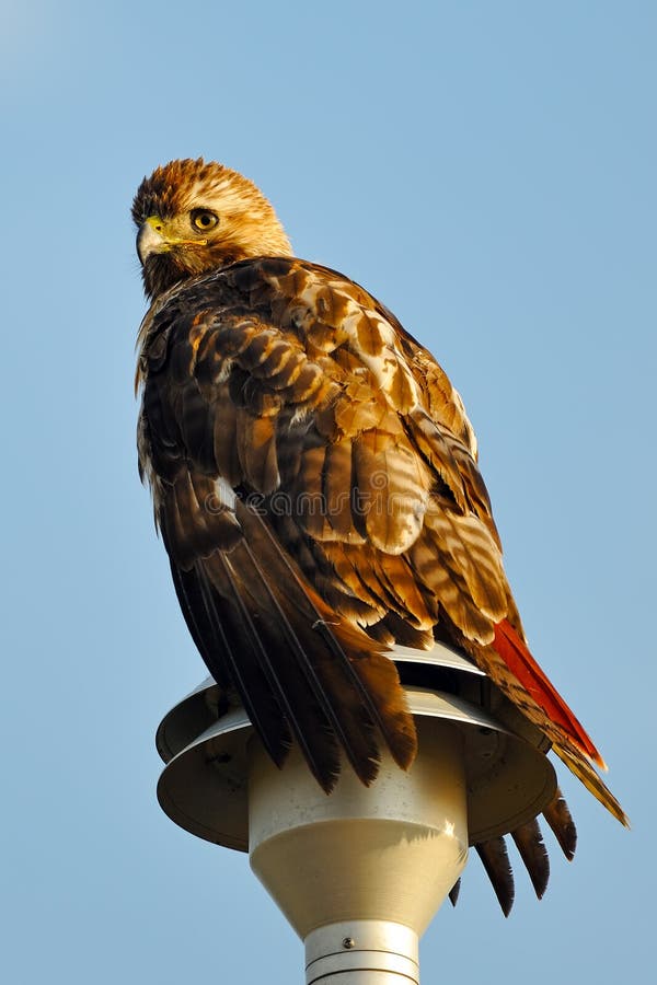Red-Tailed Hawk stock photo. Image of buteo, close, macro - 32817018
