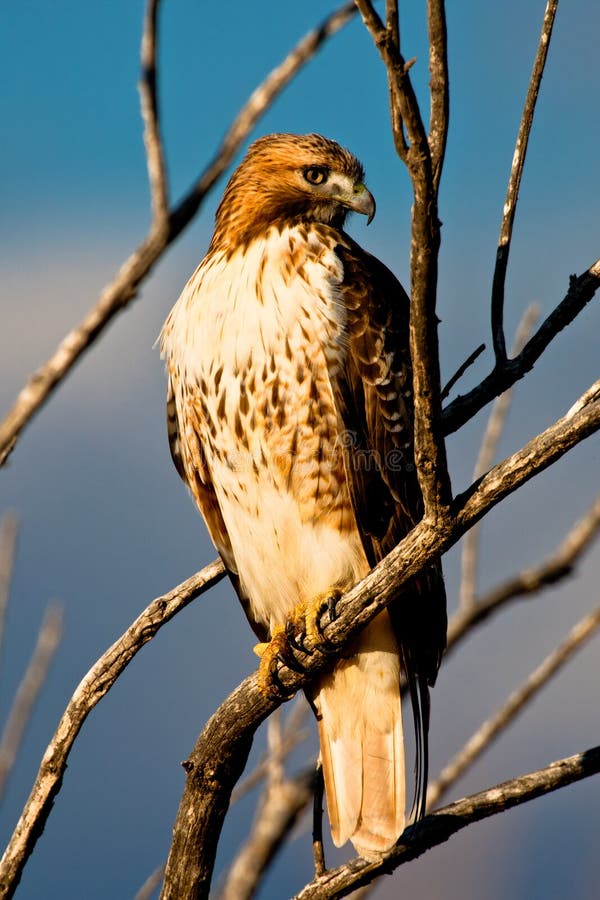 Red Tailed Hawk stock photo. Image of family, accipitridae - 22546776