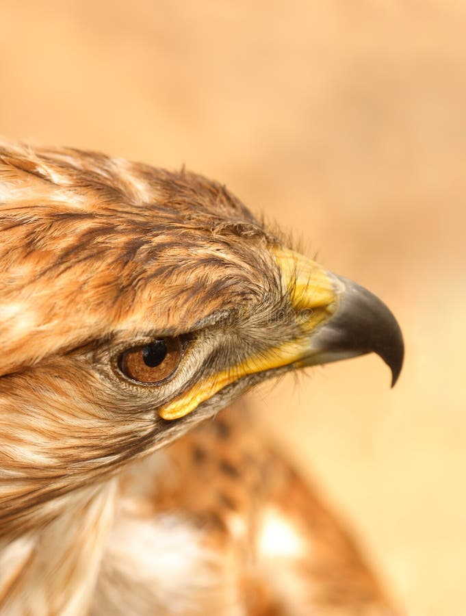 Red Tailed Hawk stock image. Image of tail, portrait, bird - 2284801
