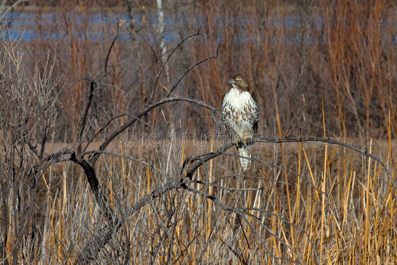 Red-tailed hawk stock photo. Image of predator, tailed - 23119946