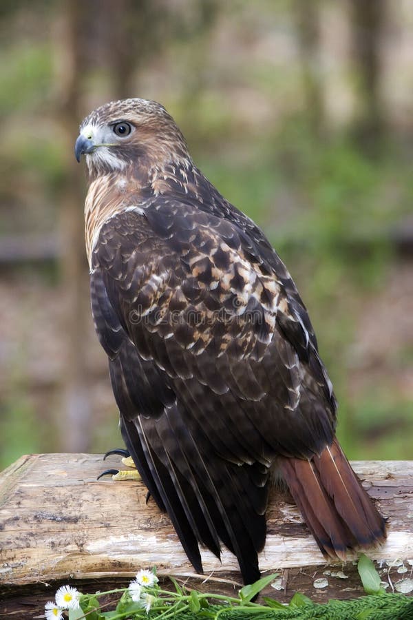 Red Tailed Hawk stock image. Image of jamaicensis, wilderness - 2340535